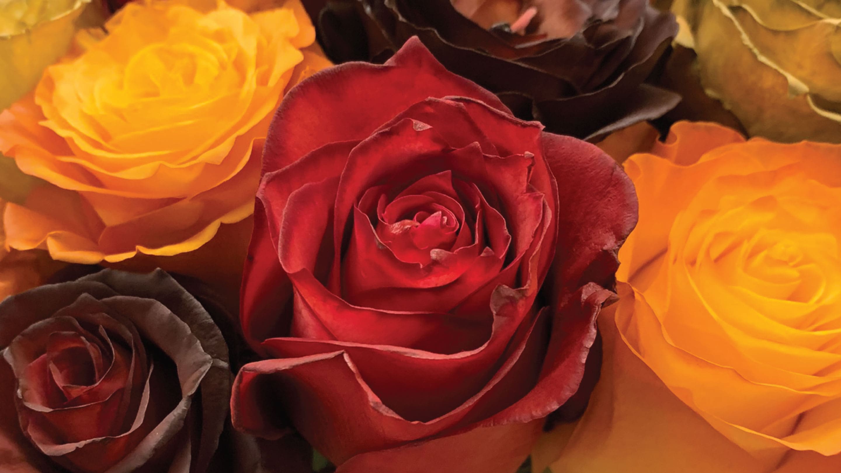 Fall Tinted Roses • Asiri Blooms