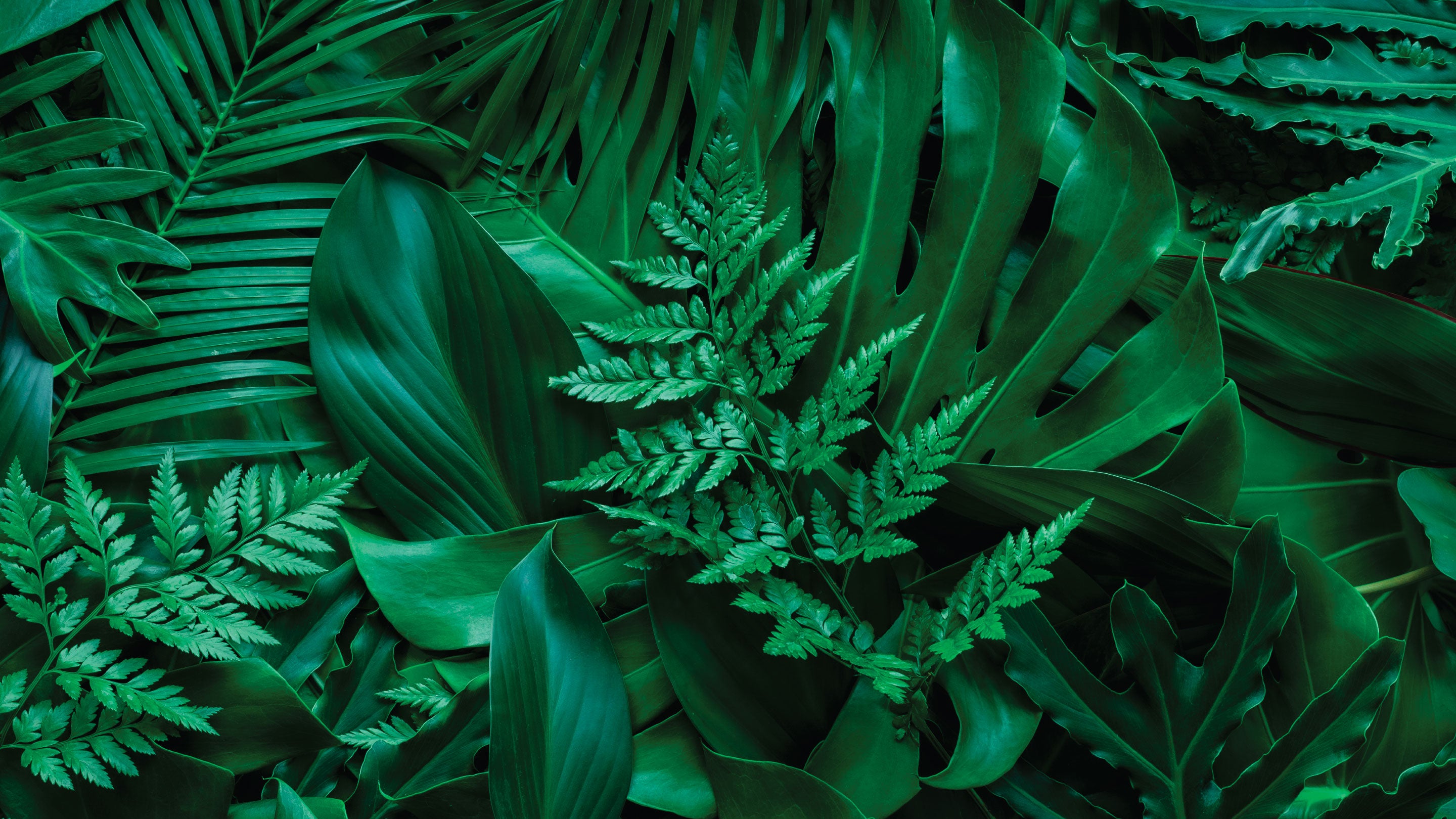 Fillers & Greens – Asiri Blooms