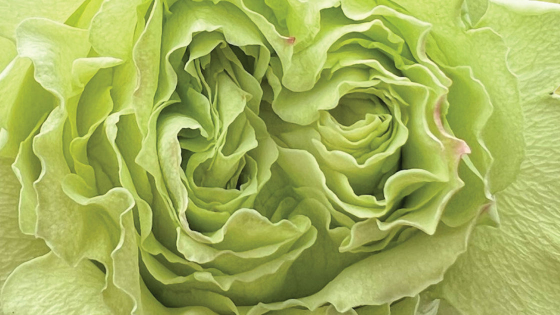 Shop Natural Roses Green Roses at Asiri Blooms | Asiri Blooms