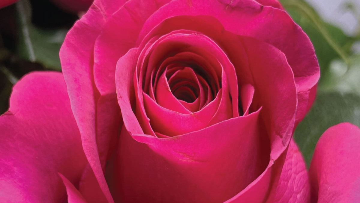 Hot Pink Roses • Asiri Blooms • Ecuadorian Flowers