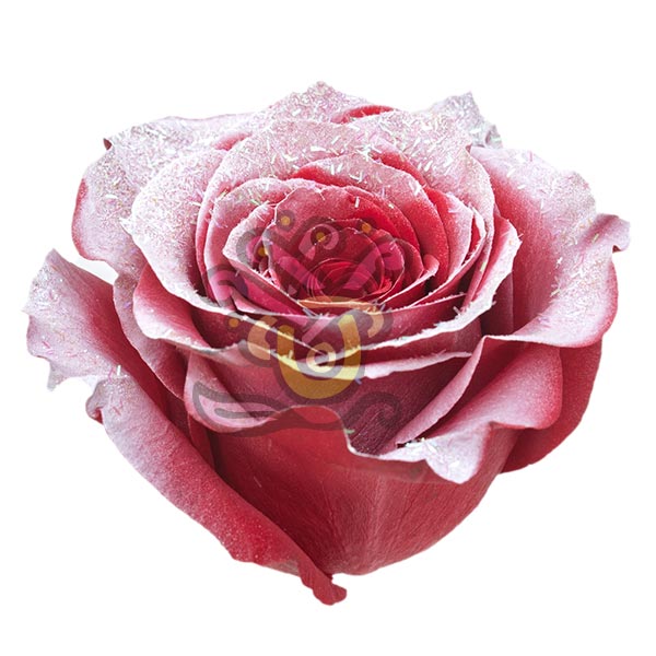 Red Frost Dyed Ecuadorian Roses with Snowy Glitter Effect • Asiri Blooms