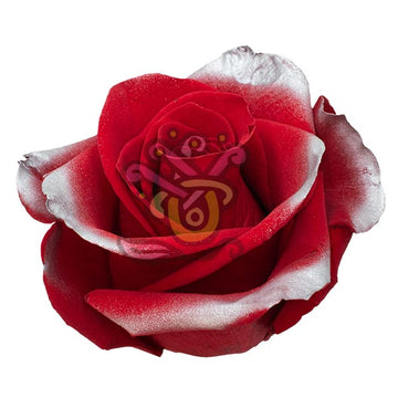 Silver Xmas Tinted Rose – Elegant Red & Silver Christmas Ecuadorian ...