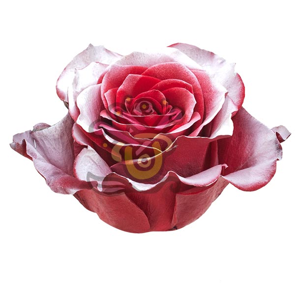 Snow Storm Tinted Rose – Stunning Red-to-White Christmas Ecuadorian ...