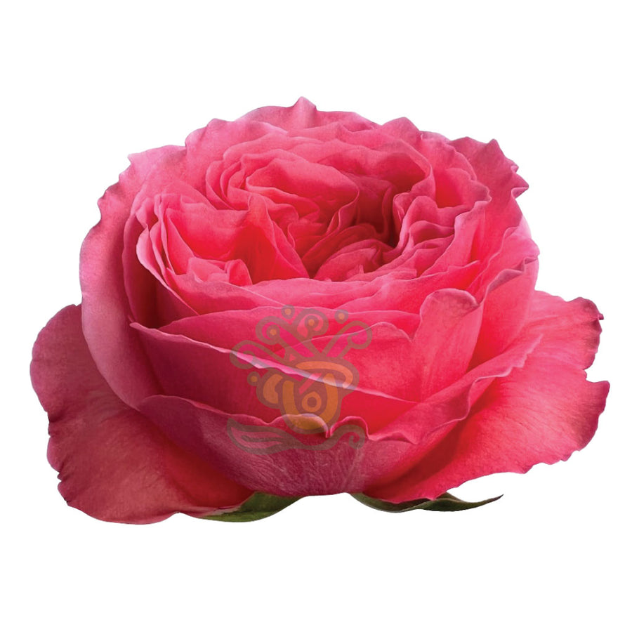 Wholesale Ecuadorian Roses • Asiri Blooms