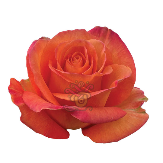 Wholesale Ecuadorian Rosas & Bulk Flowers • Farm-direct – Asiri Blooms