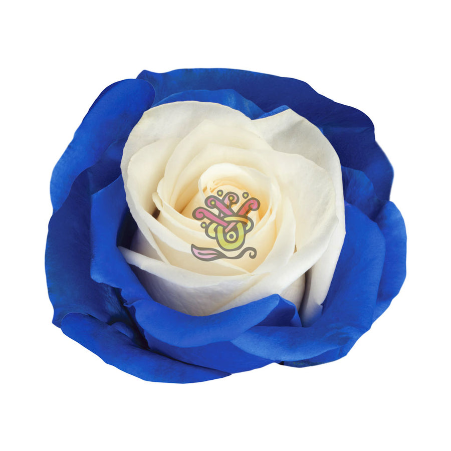 Tinted Ecuadorian Roses • Asiri Blooms • Bulk Flowers