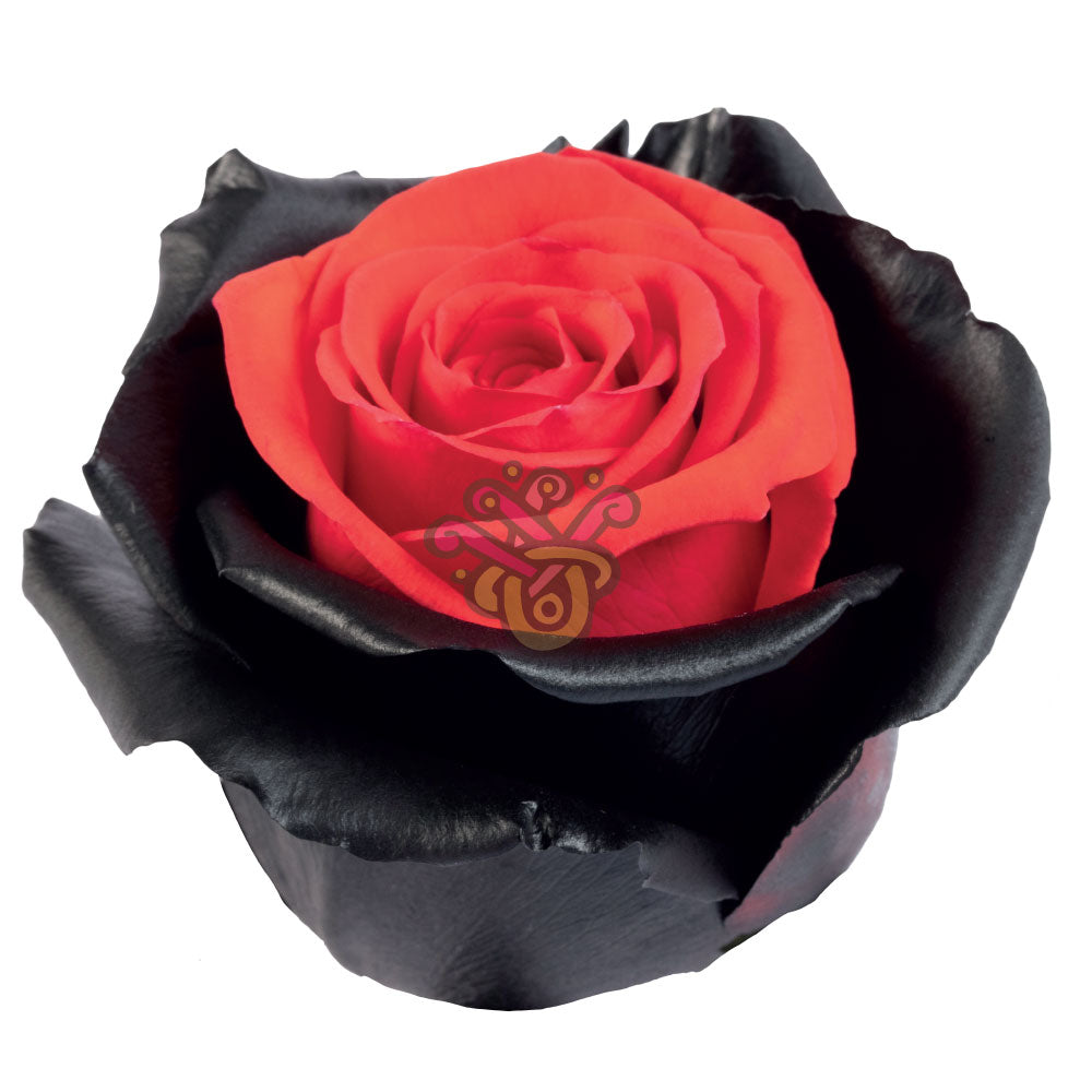 Bloody-Nina Halloween Tinted Roses • Asiri Blooms