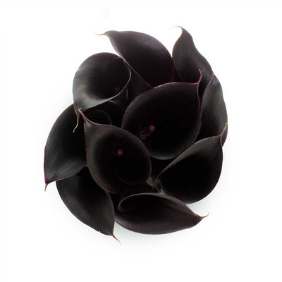 Wholesale Ecuadorian Rosas & Bulk Flowers • Farm-direct – Asiri Blooms