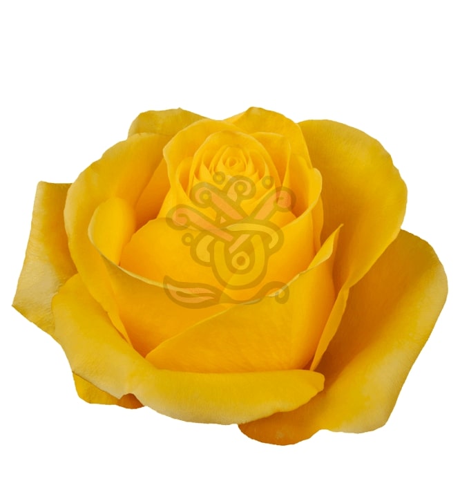 Wholesale Ecuadorian Rosas & Bulk Flowers • Farm-direct – Asiri Blooms